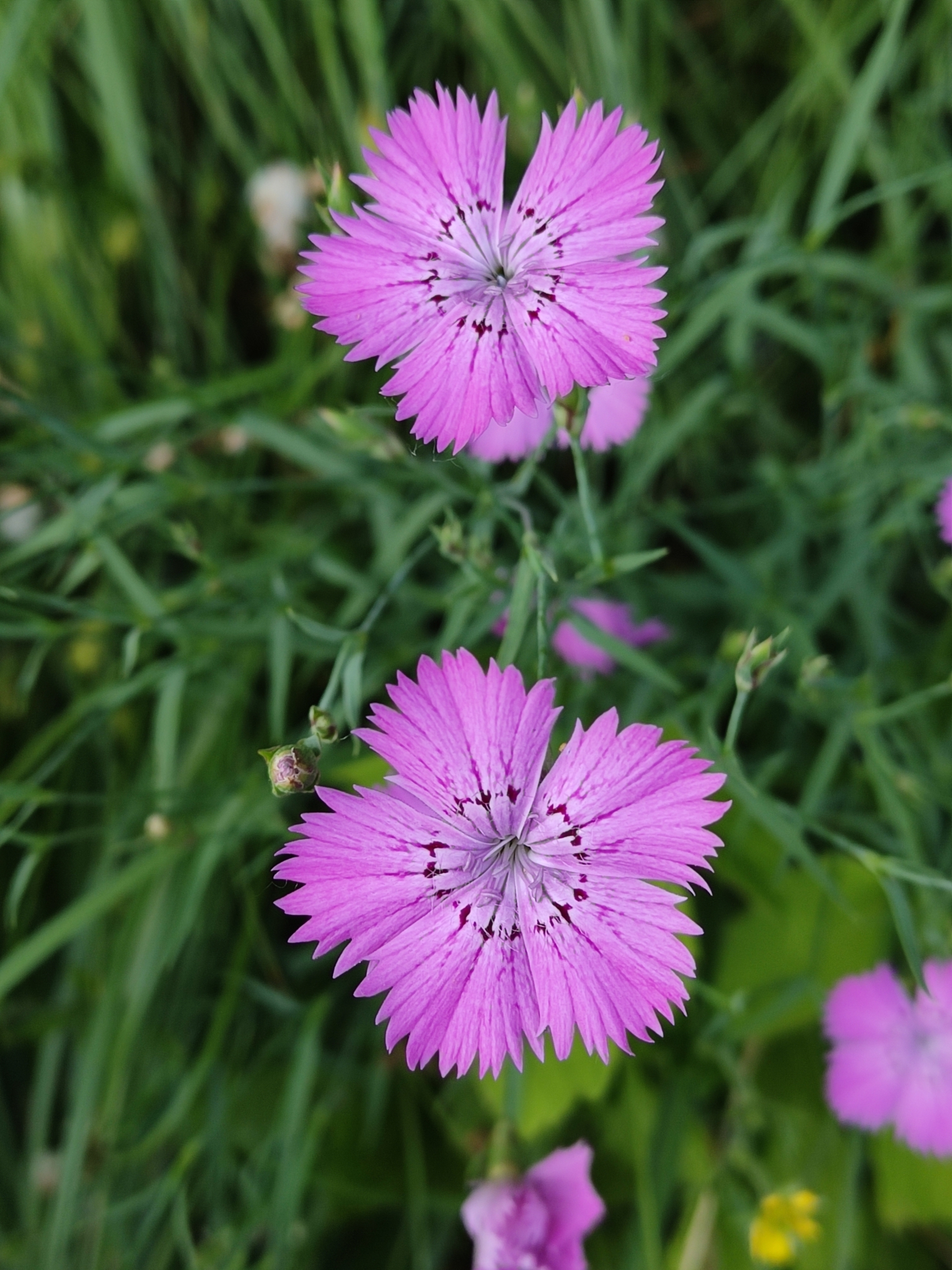 Dianthus chinensis L.