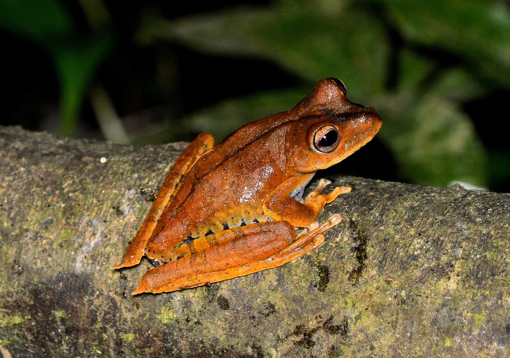 Rana Arborea De Espolones (Especies de Anfibios del Meta, Colombia ...
