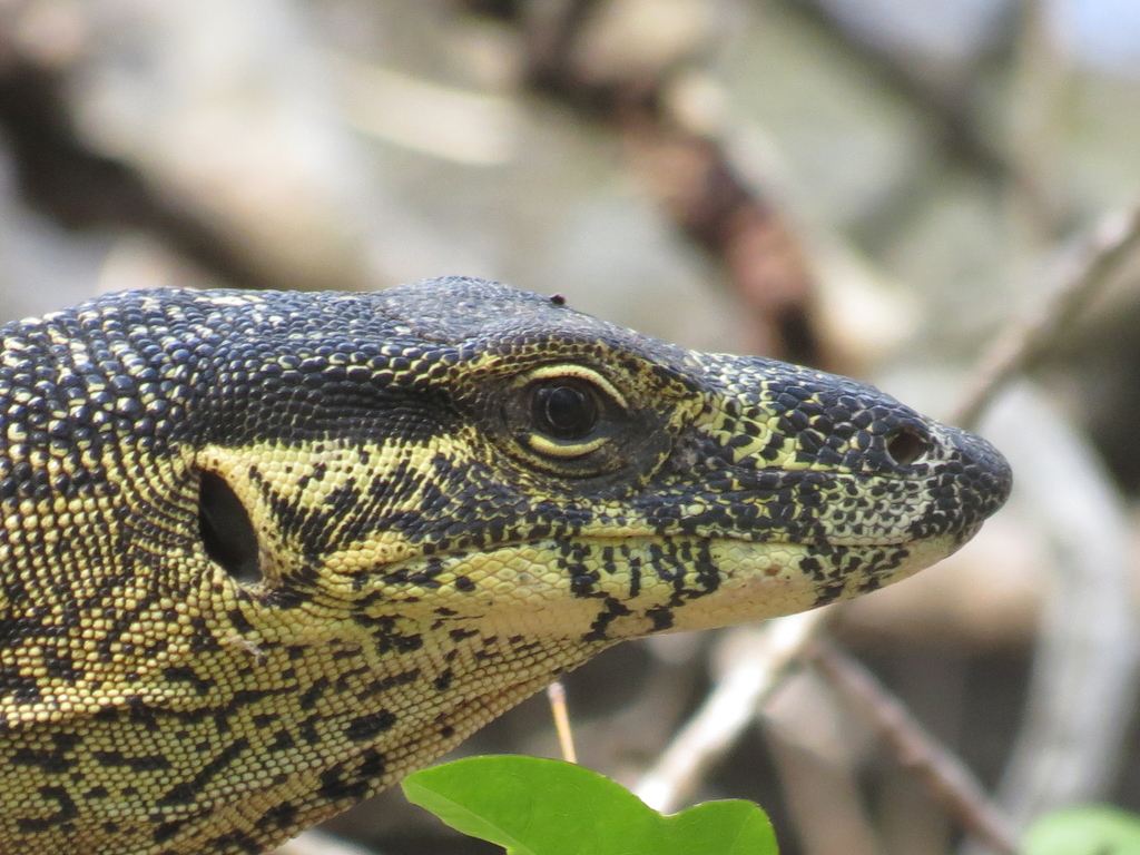 Lace Monitor from Gold Coast QLD, Australia on February 26, 2012 at 01: ...