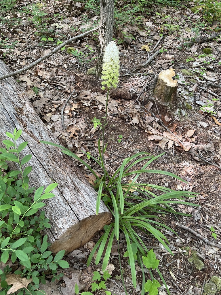 fly poison in June 2023 by esauntonge · iNaturalist