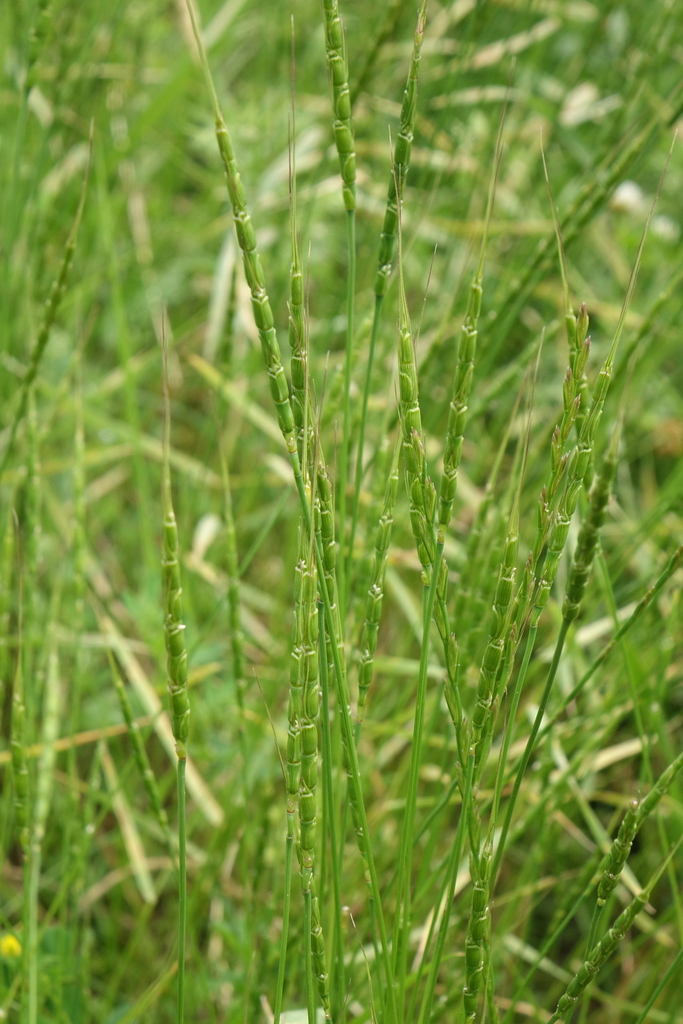 Tausch's Goatgrass from Russia, Republic of Dagestan, Sergokala ...