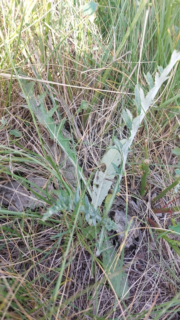 Flodman's thistle from Fleming, SK S0G 1R0, Canada on June 17, 2023 at ...