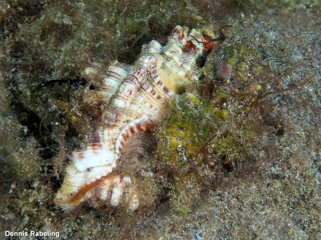 Gold-Mouthed Triton Snail from Las Palmas, ES-CN, ES on June 17, 2023 ...