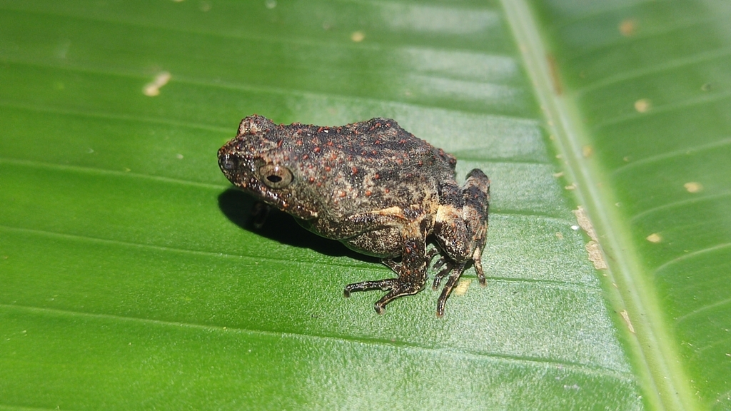 Painted Forest Toadlet in January 2023 by Wildlife Tours Peru ...