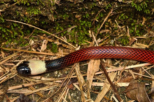 Black-collared Snake (Drepanoides anomalus) - Snakes and Lizards