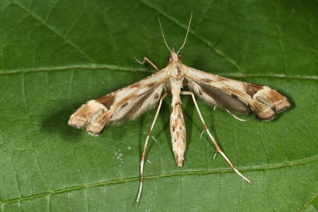 Triangle Plume Moth from 93485 Rimbach, Deutschland on July 23, 2011 at ...