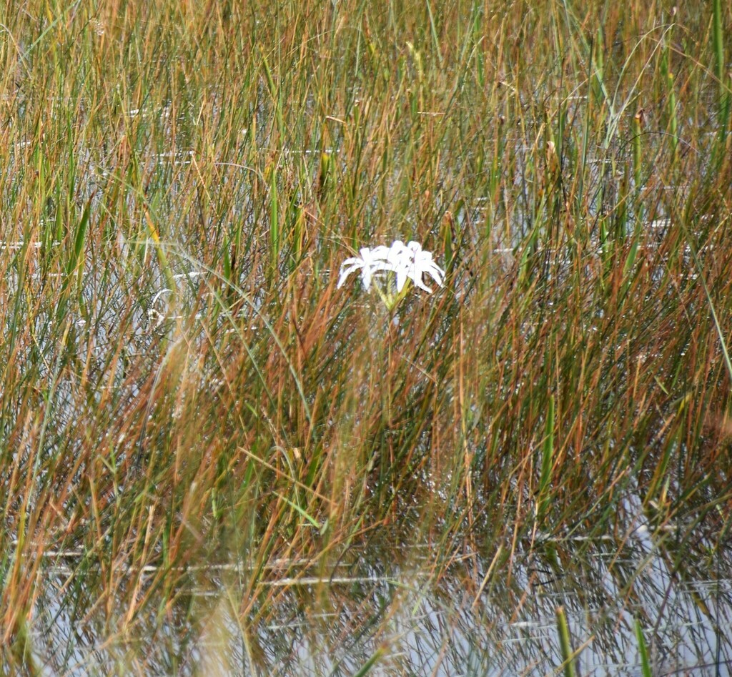Southern Swamp Crinum from Miami-Dade County, FL, USA on December 12 ...