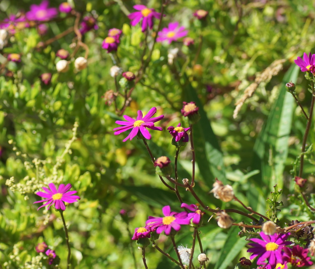 Red-purple Ragwort from Piccaninnie Ponds, Wye SA 5291, Australia on ...