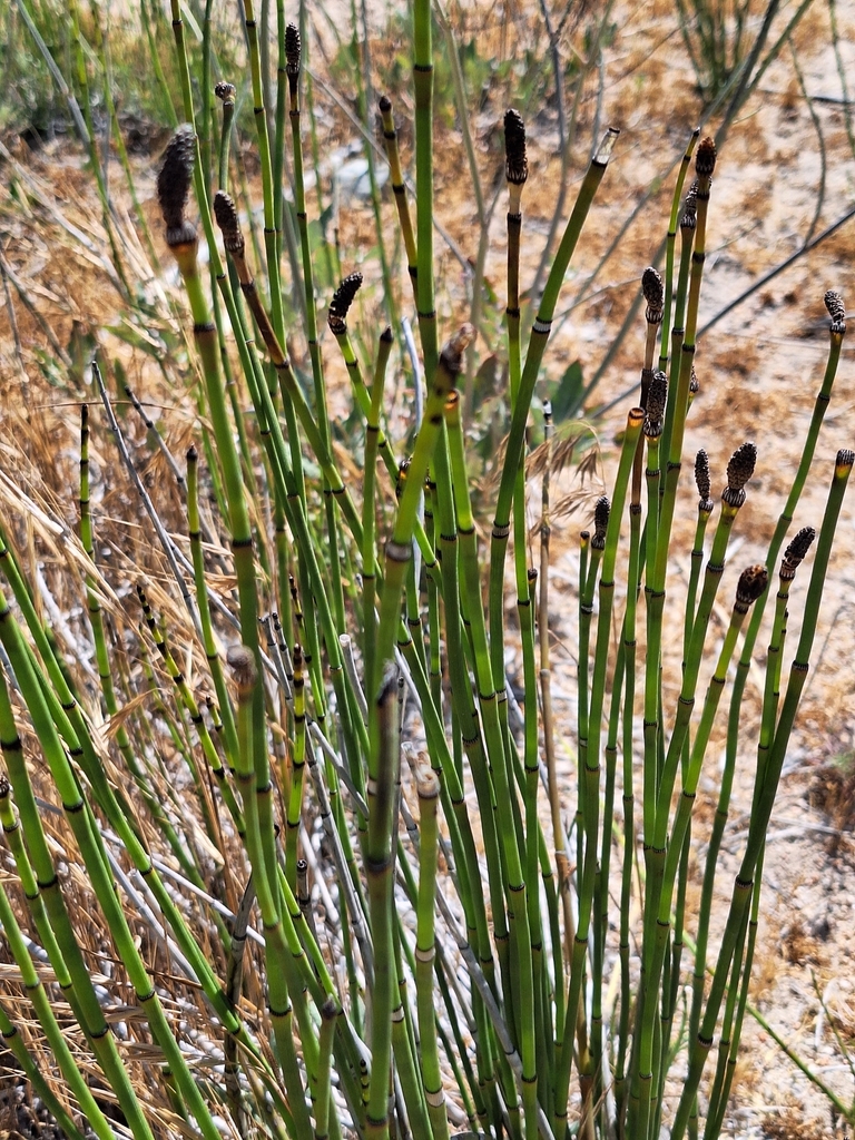 horsetails from Phelan, CA 92371, USA on June 17, 2023 at 09:47 AM by ...