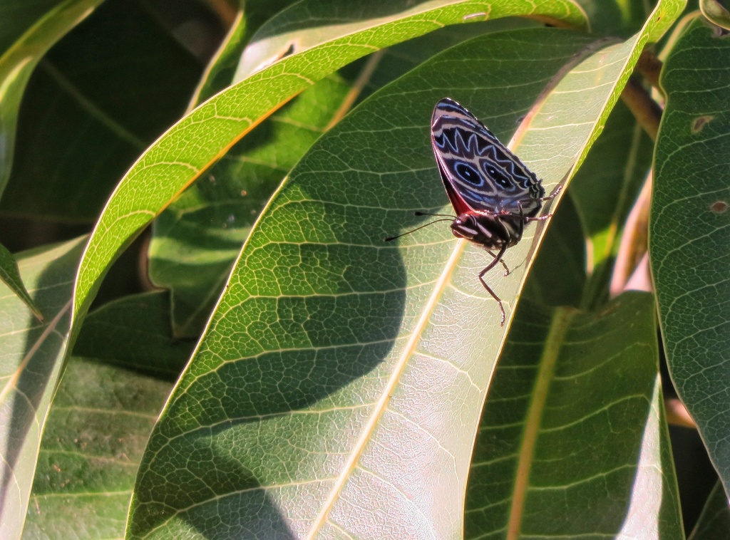 eighty butterfly from Maturéia, PB, BR on June 9, 2023 at 06:59 AM by ...