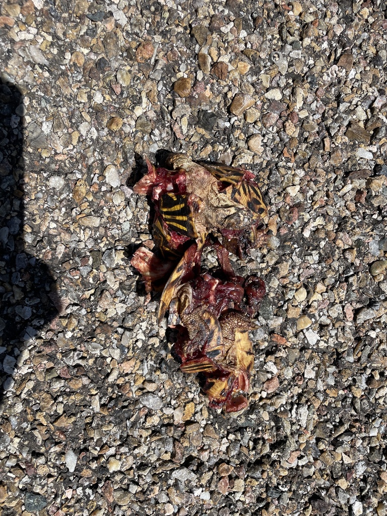 Ornate Box Turtle in June 2023 by Drew R. Davis, Ph.D.. DOR · iNaturalist