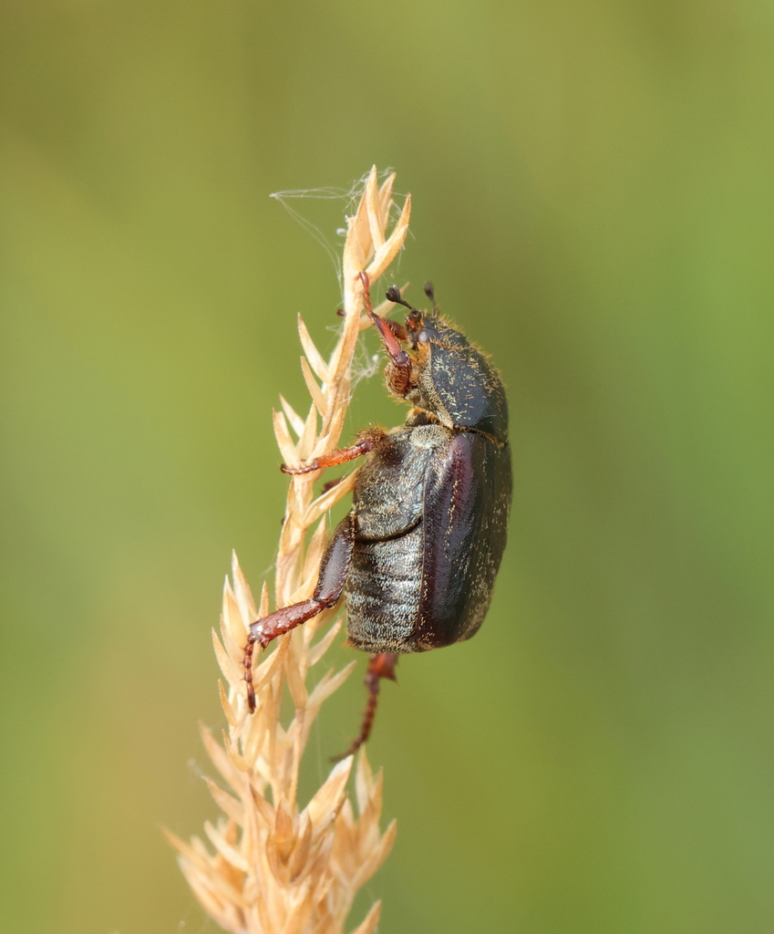 Welsh Chafer from Oudalle, France on June 17, 2023 at 09:14 PM by ...