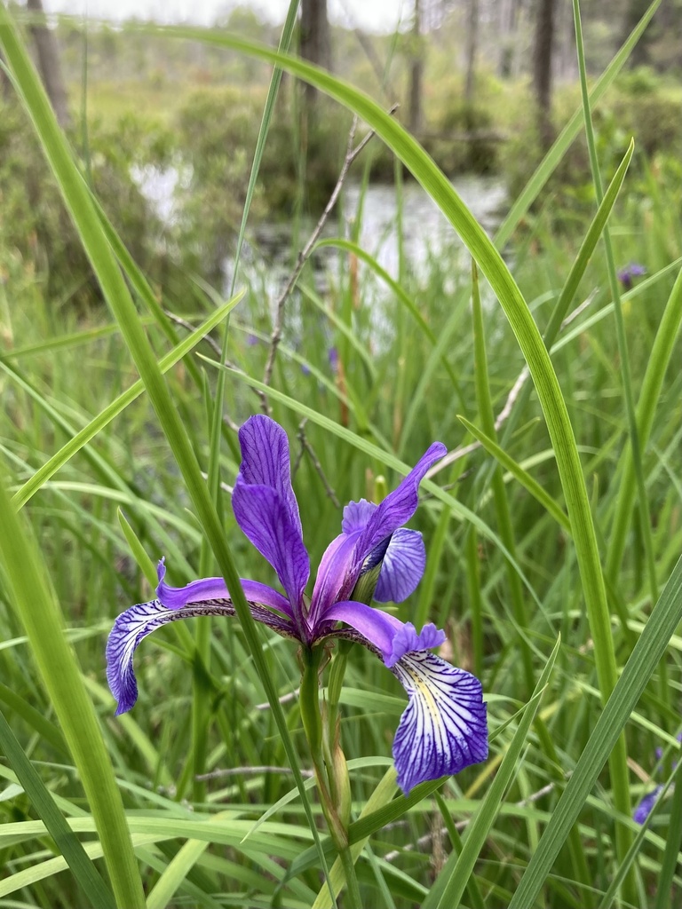 Slender Blue Flag from CR-563, Chatsworth, NJ, US on June 15, 2023 at ...