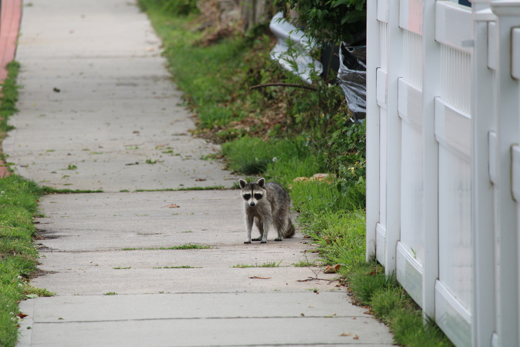 Common Raccoon from Blue Point, NY, USA on June 17, 2023 at 11:00 AM by ...