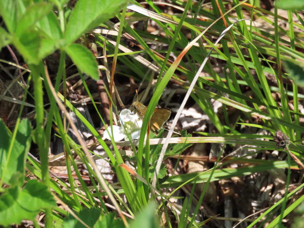 Indian Skipper from Ossipee Pine Barrens, Freedom, NH on June 11, 2023 ...