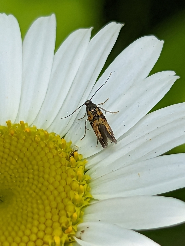 Spinach moth in June 2023 by rebeccachauvin · iNaturalist