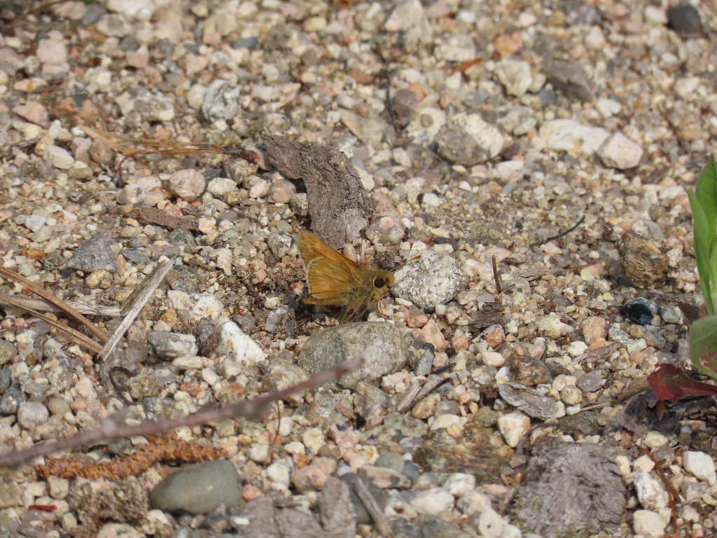 Indian Skipper from Ossipee Pine Barrens, Freedom, NH on June 12, 2023 ...