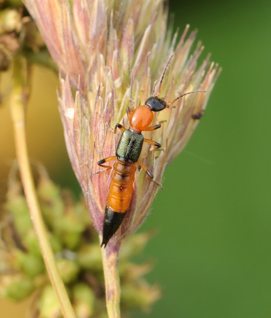 Paederus riparius from Oudalle, France on June 17, 2023 at 09:27 PM by ...