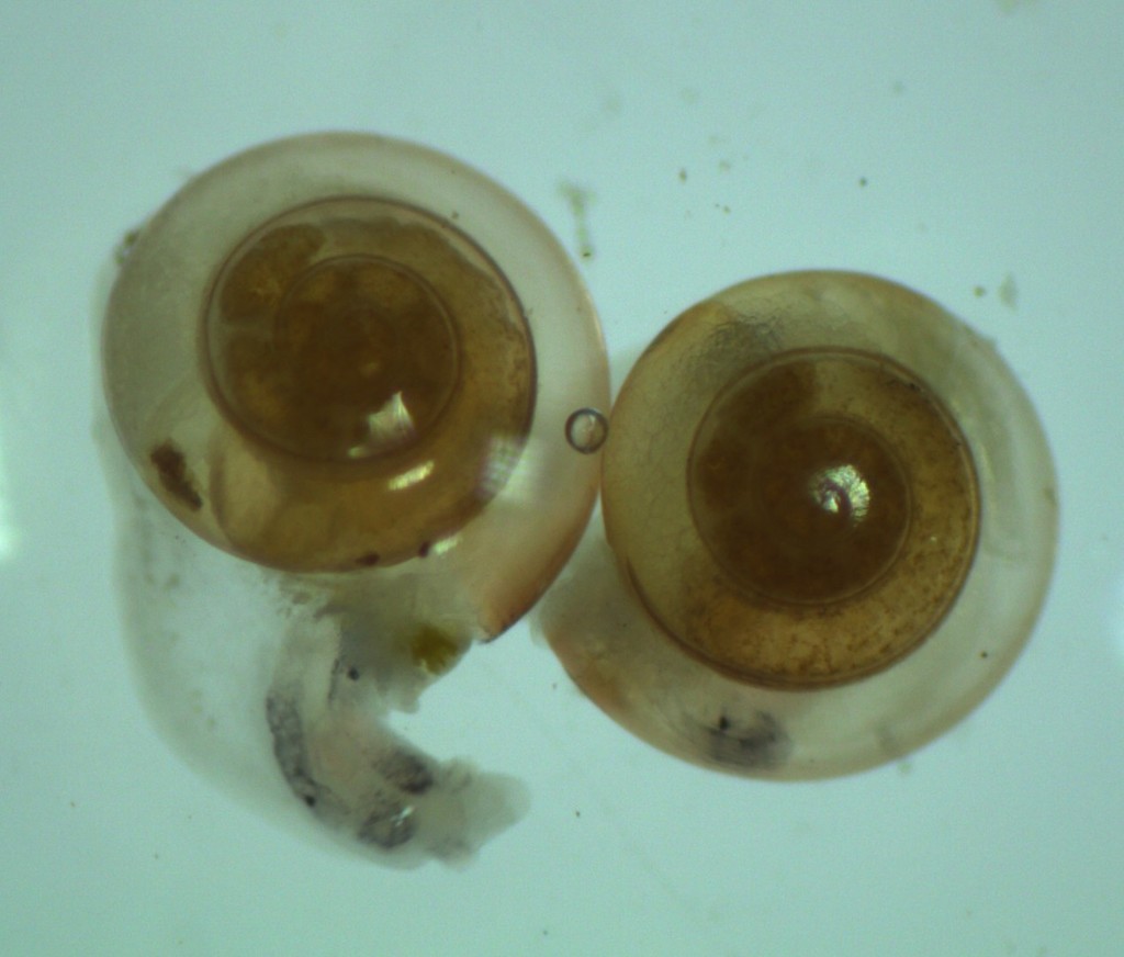 Sterki's Granule (Snails of Ontario) · iNaturalist