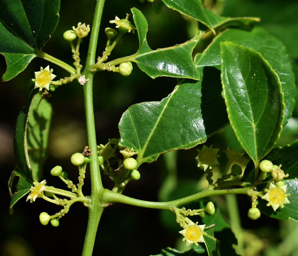 latherleaf from Cairns QLD, Australia on May 4, 2023 at 02:31 PM by ...