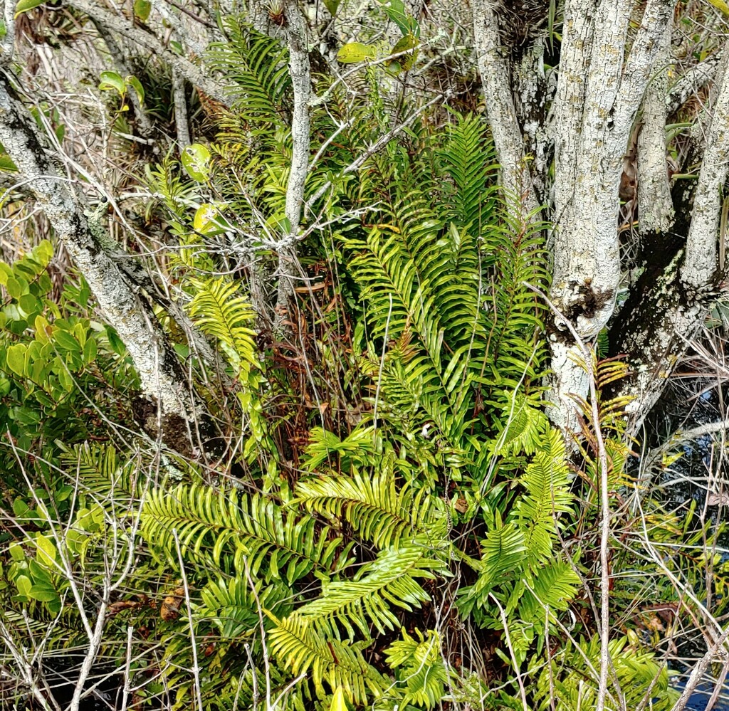 toothed midsorus fern from Miami-Dade County, FL, USA on December 12 ...