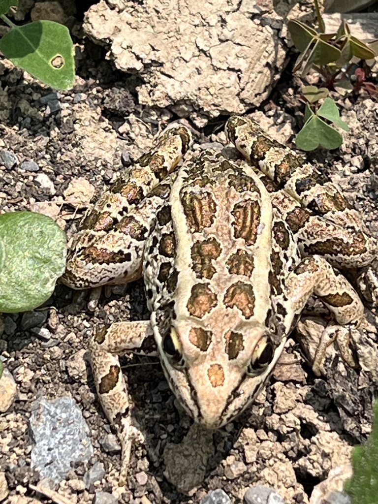 Pickerel Frog from Peach Tree Rd, Dickerson, MD, US on June 17, 2023 at ...