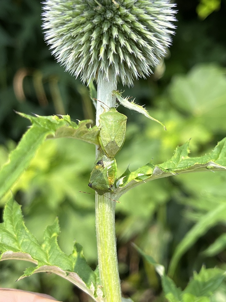 Southern Green Stink Bug from Ravenscourt Park, London, England, GB on ...