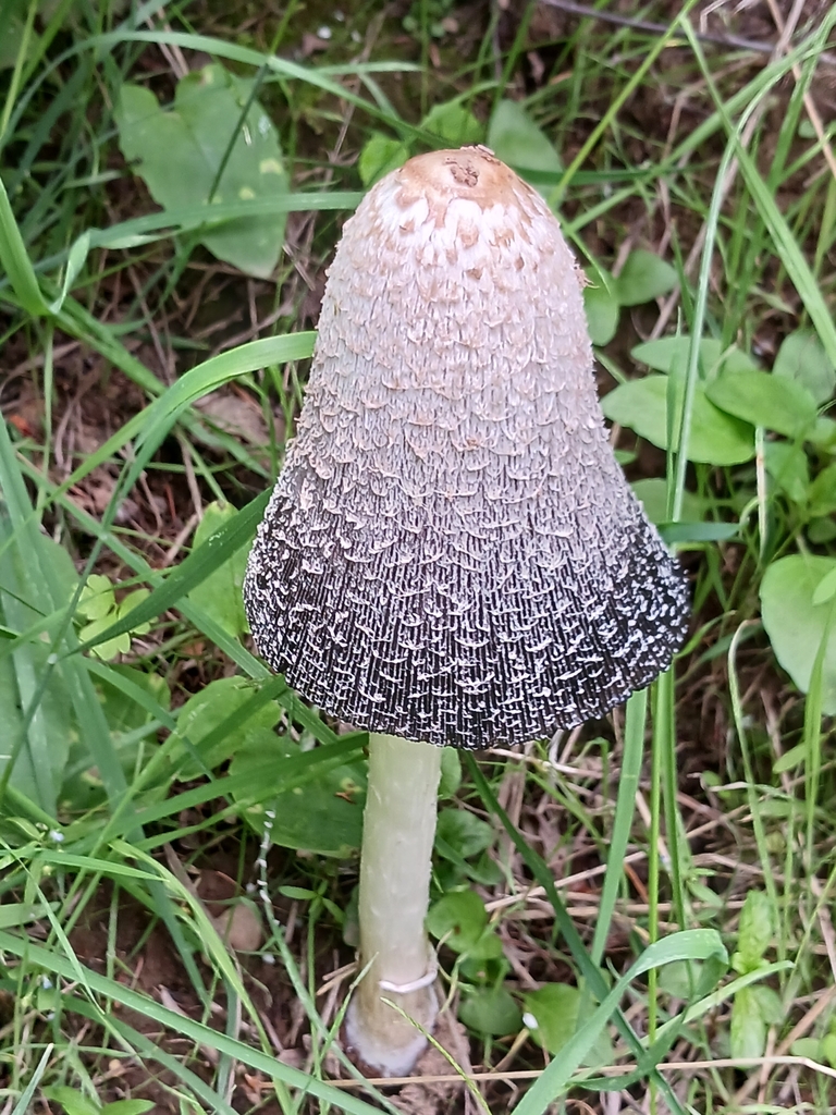 inky caps from La Grande, OR 97850, USA on June 17, 2023 at 11:03 AM by ...