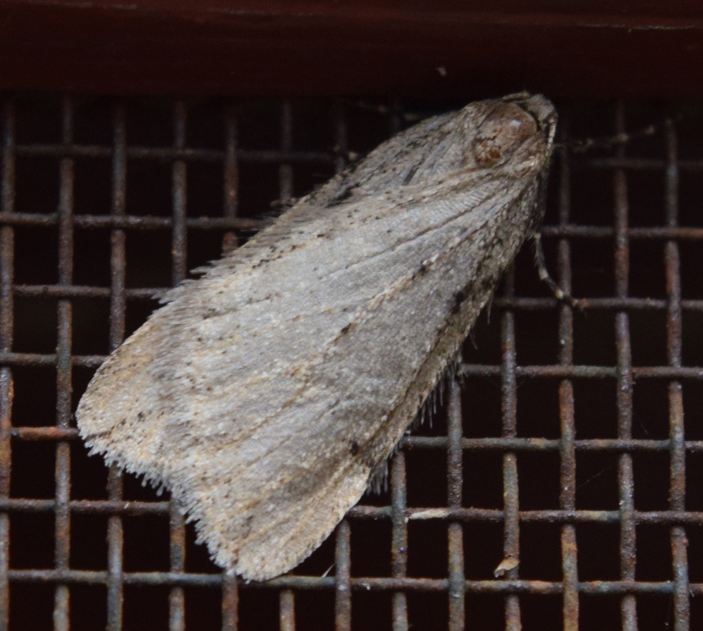 Spring Cankerworm Moth from Maypearl, TX on January 21, 2016 by Carolyn ...