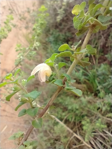 Glechon thymoides · iNaturalist