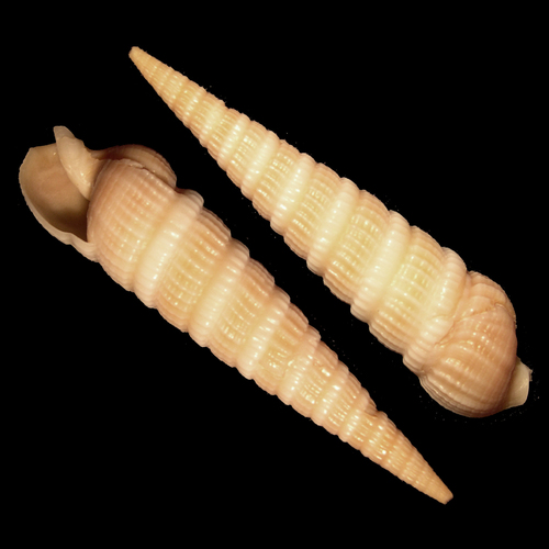 Barreno (Terebra dislocata)