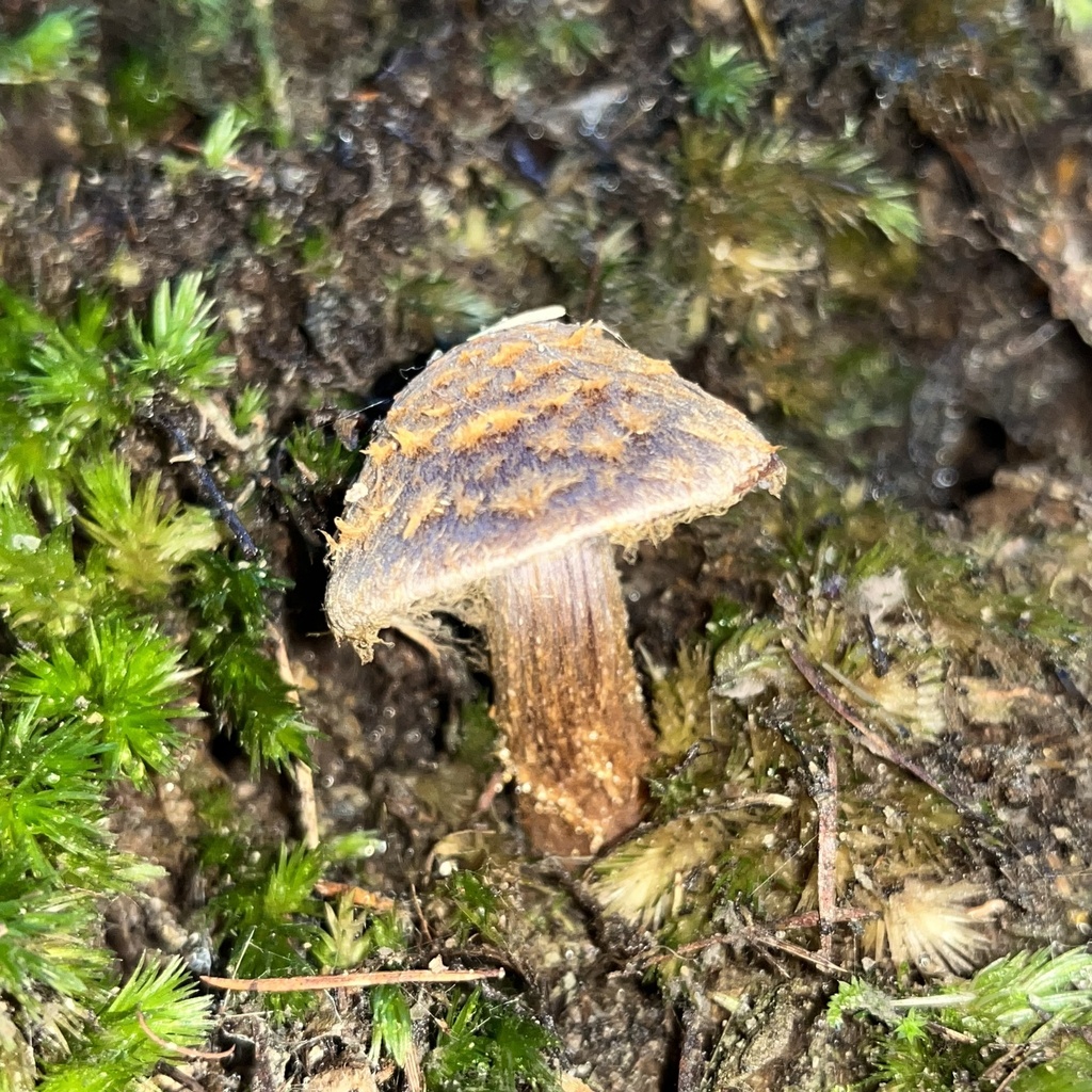 Webcaps in June 2023 by synch_. ? Cort. meleagris · iNaturalist