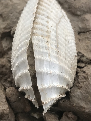 Piddocks and Angelwings (Pholadidae)