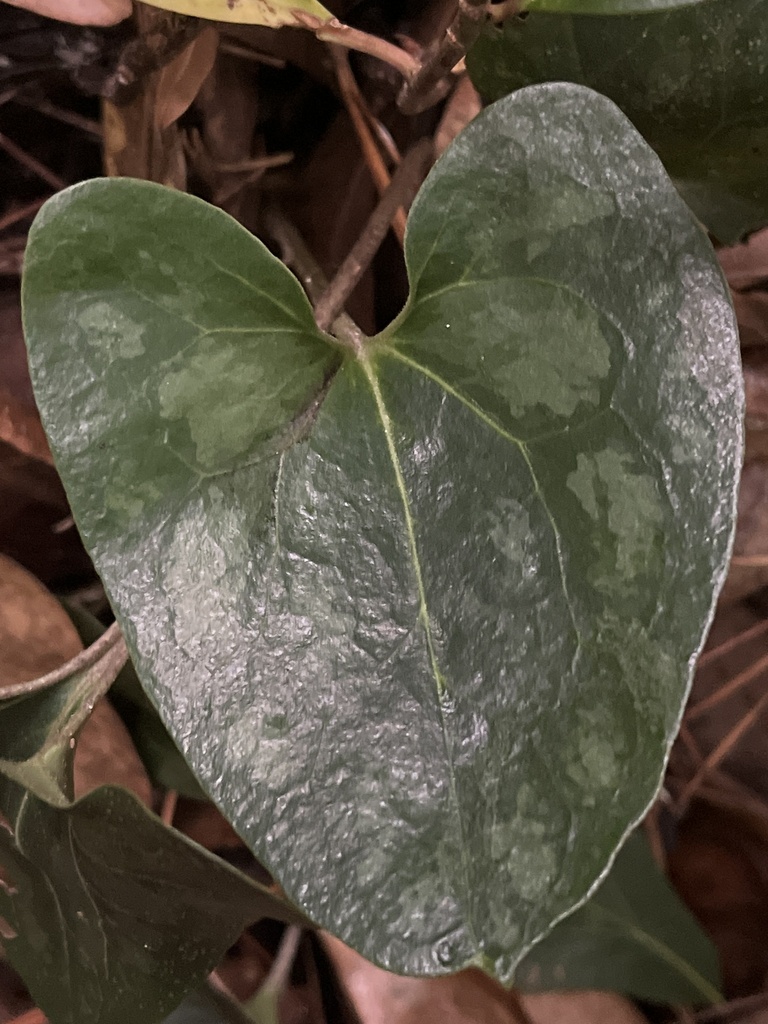 Rollins’ Wild Ginger in June 2023 by Brian Keener · iNaturalist