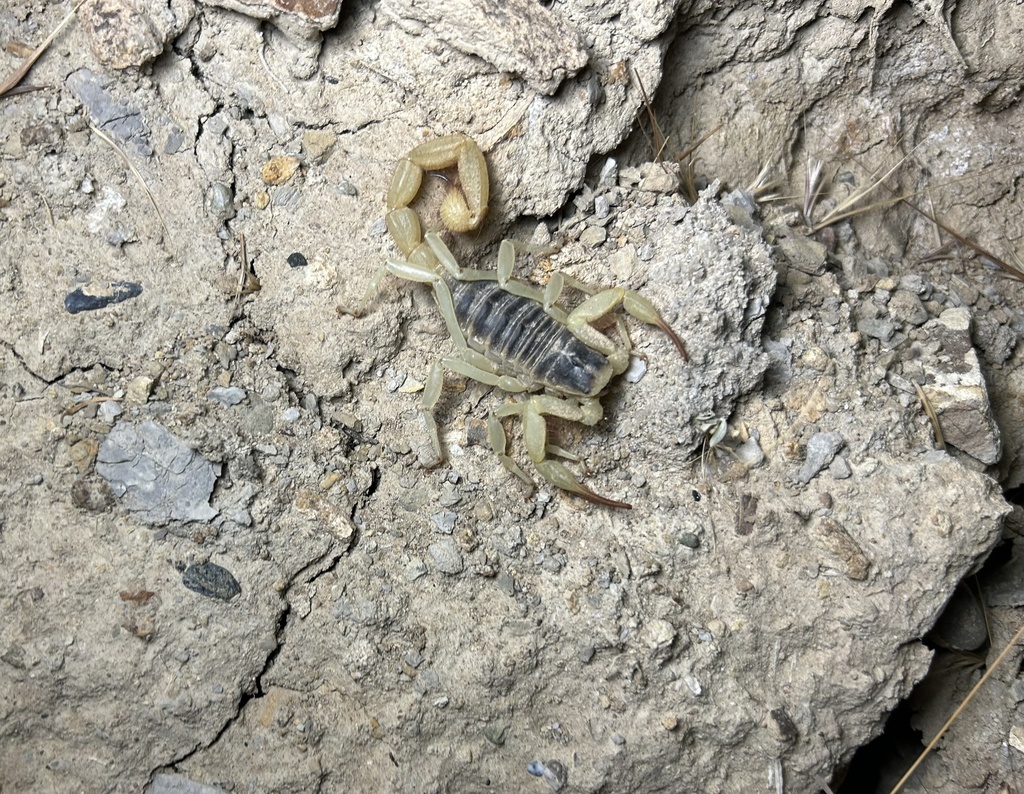 Hadrurus obscurus in June 2023 by herpingwestusa · iNaturalist