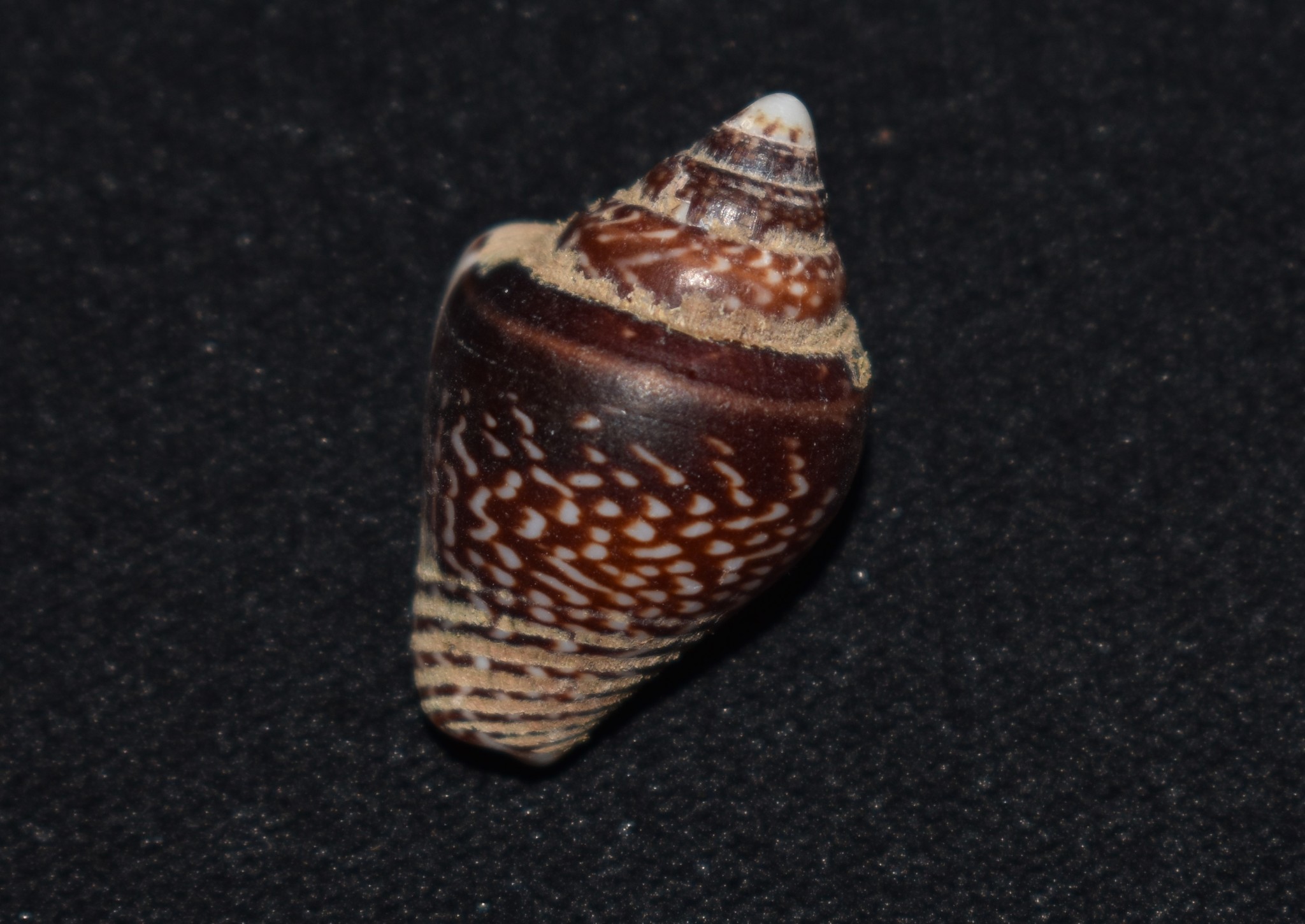Columbella strombiformis Lamarck, 1822