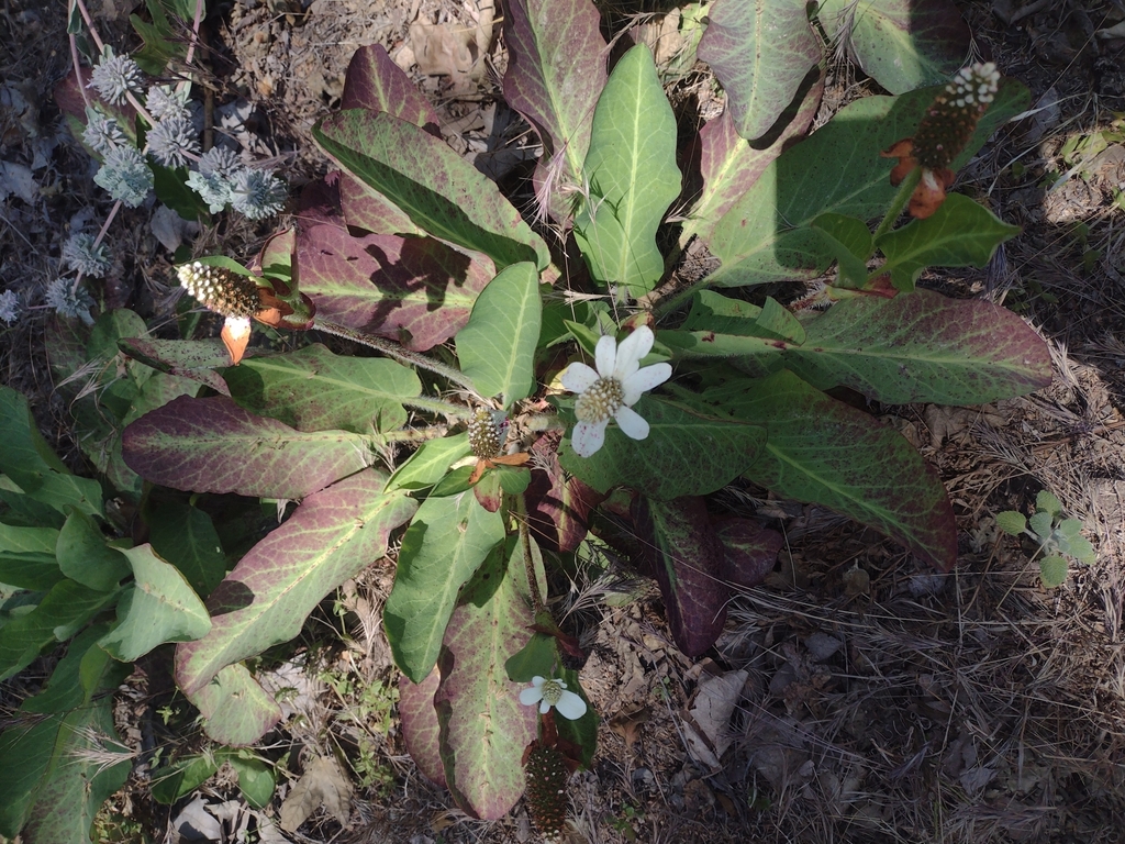 Yerba Mansa from Hidden Valley, CA 91361, USA on June 17, 2023 at 02:14 ...