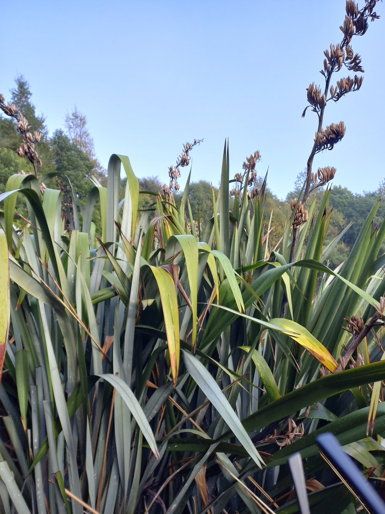 New Zealand flax from Lincoln 7608, New Zealand on June 18, 2023 at 09: ...