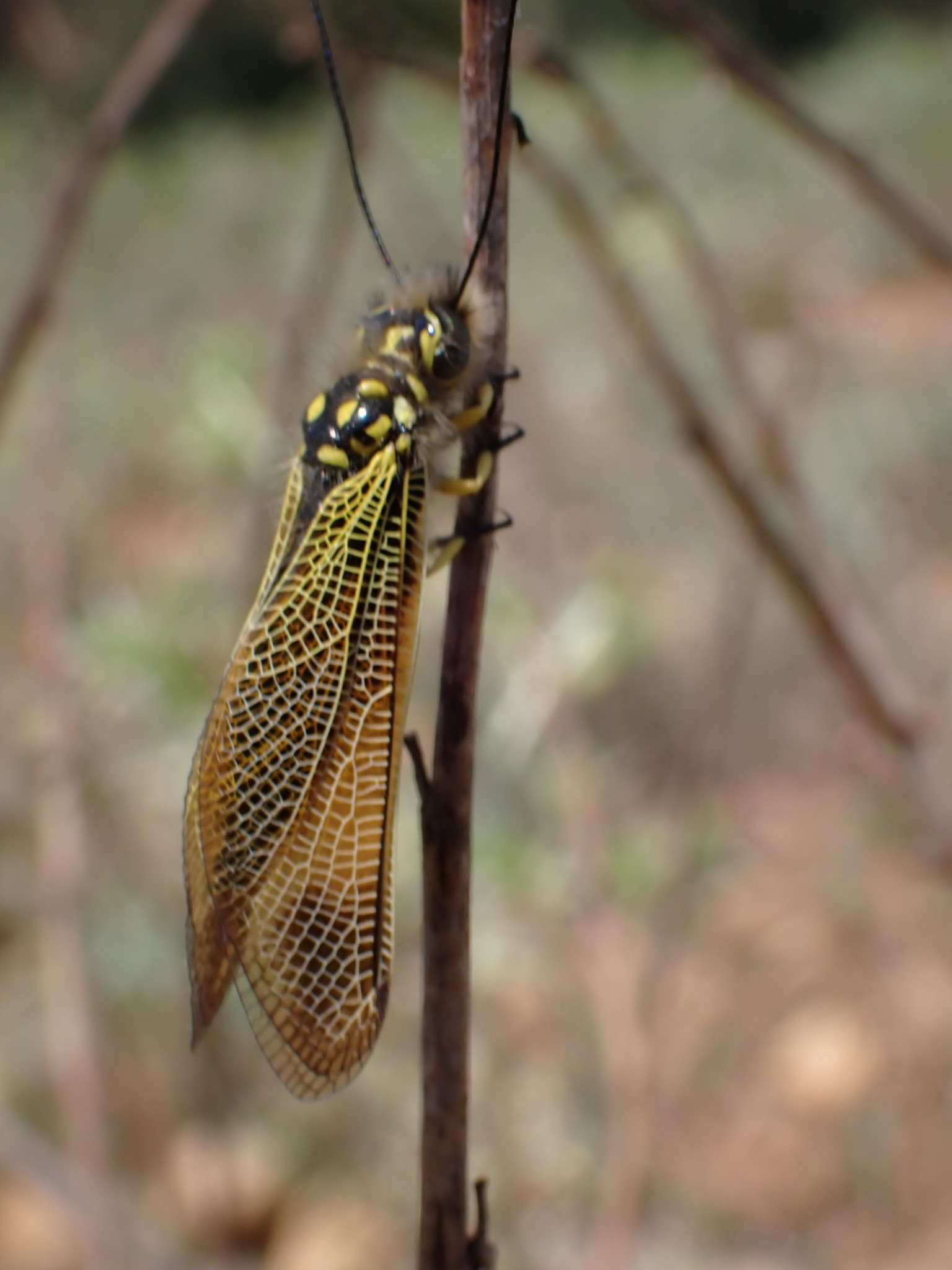Libelloides ictericus (Charpentier, 1825)