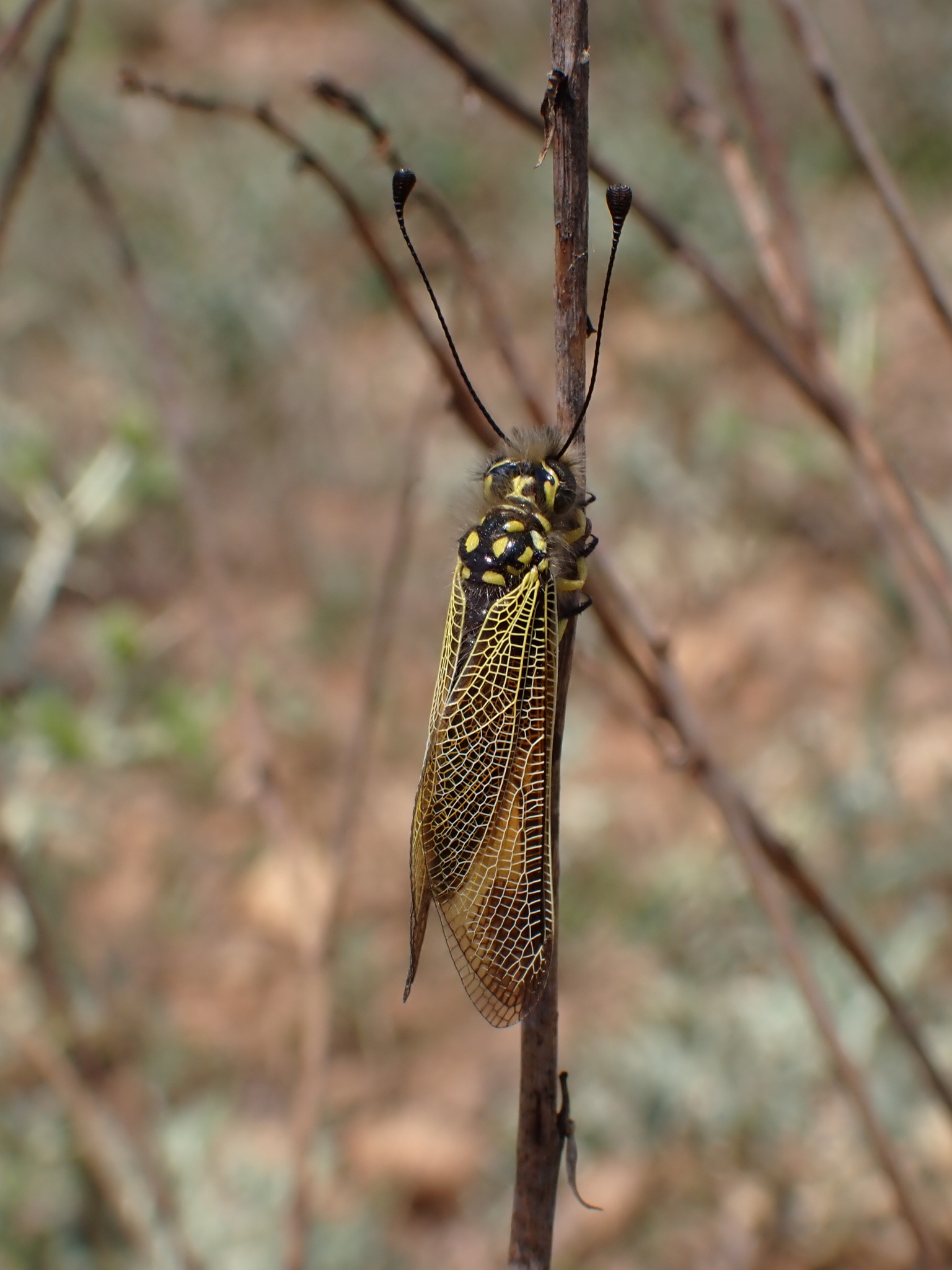 Libelloides ictericus (Charpentier, 1825)
