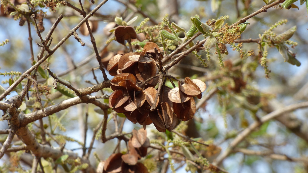 Velvet Bushwillow from South Africa--Bonamanzi Game Reserve on October ...