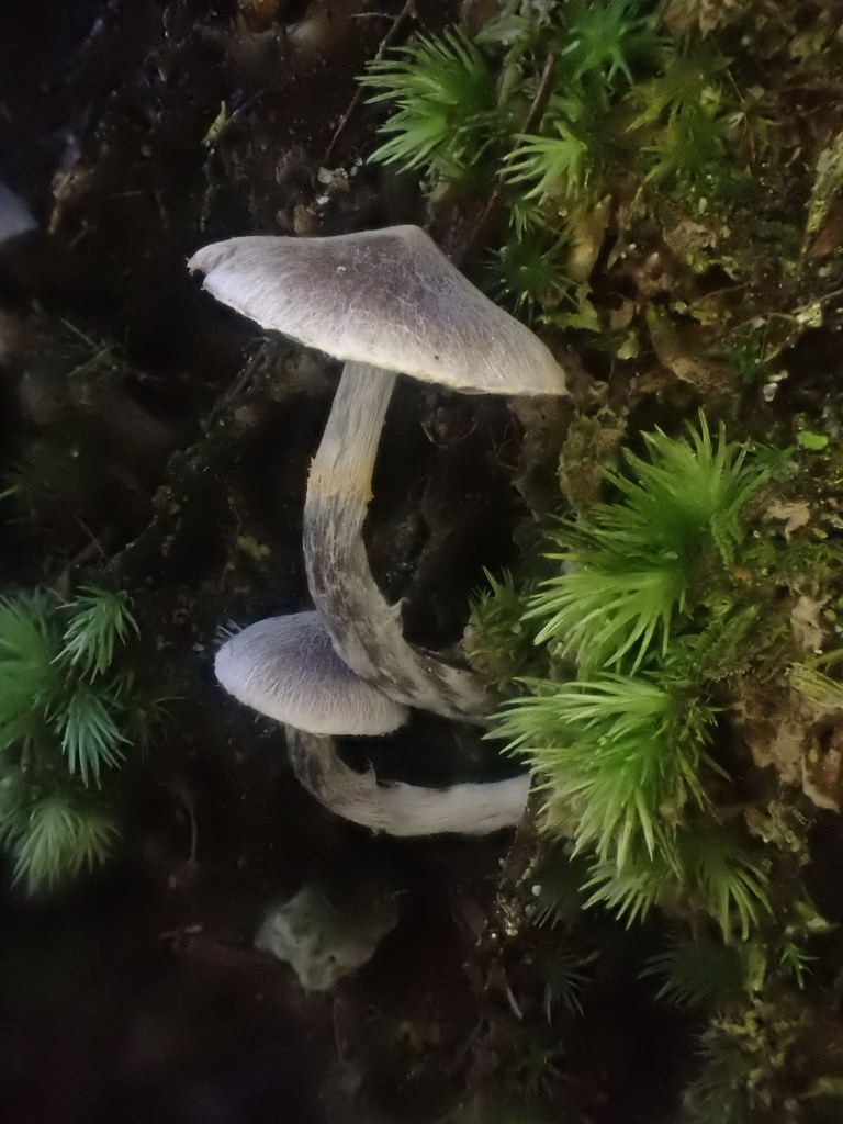 Webcaps in June 2023 by synch_. Small cap no larger than 10mm · iNaturalist