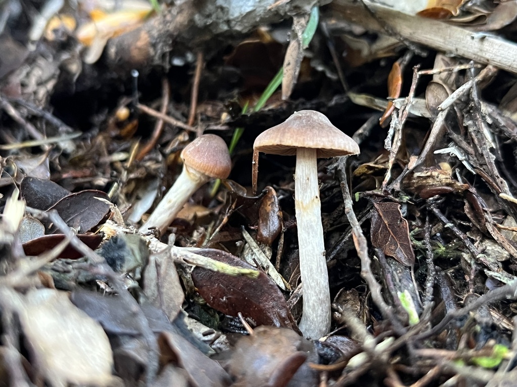 Webcaps in June 2023 by synch_ · iNaturalist