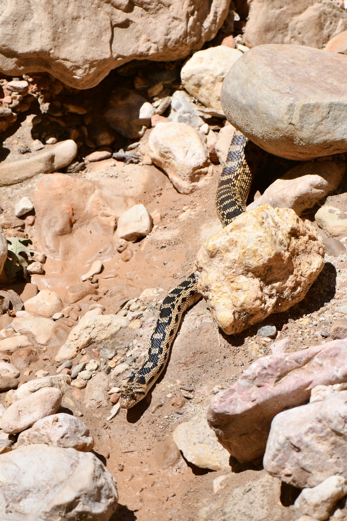 Great Basin Gopher Snake from Kane County, UT, USA on June 17, 2023 at ...