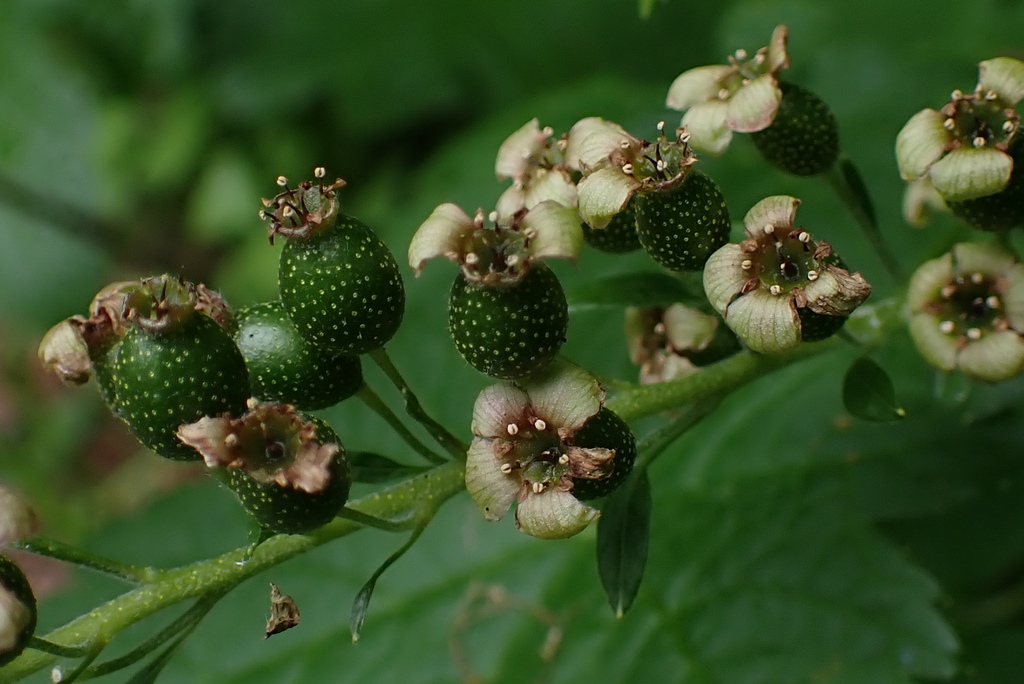 Stink Currant from Snohomish County, WA, USA on June 16, 2023 by ...