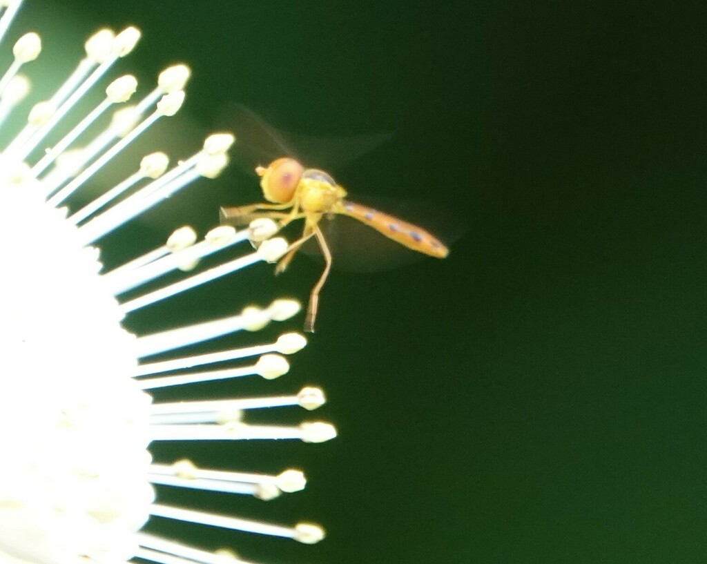 Yellow Hover Fly from Orange County, FL, USA on June 17, 2023 at 08:59 ...