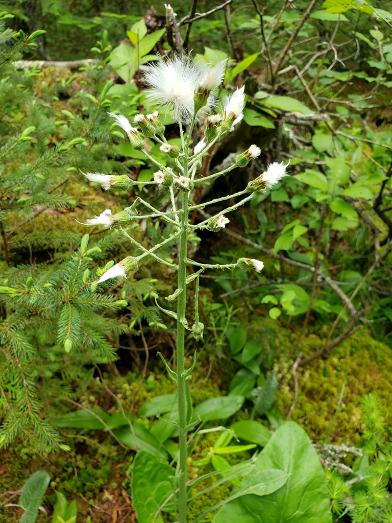 Arrowleaf Sweet Coltsfoot in June 2023 by Erin Faulkner · iNaturalist