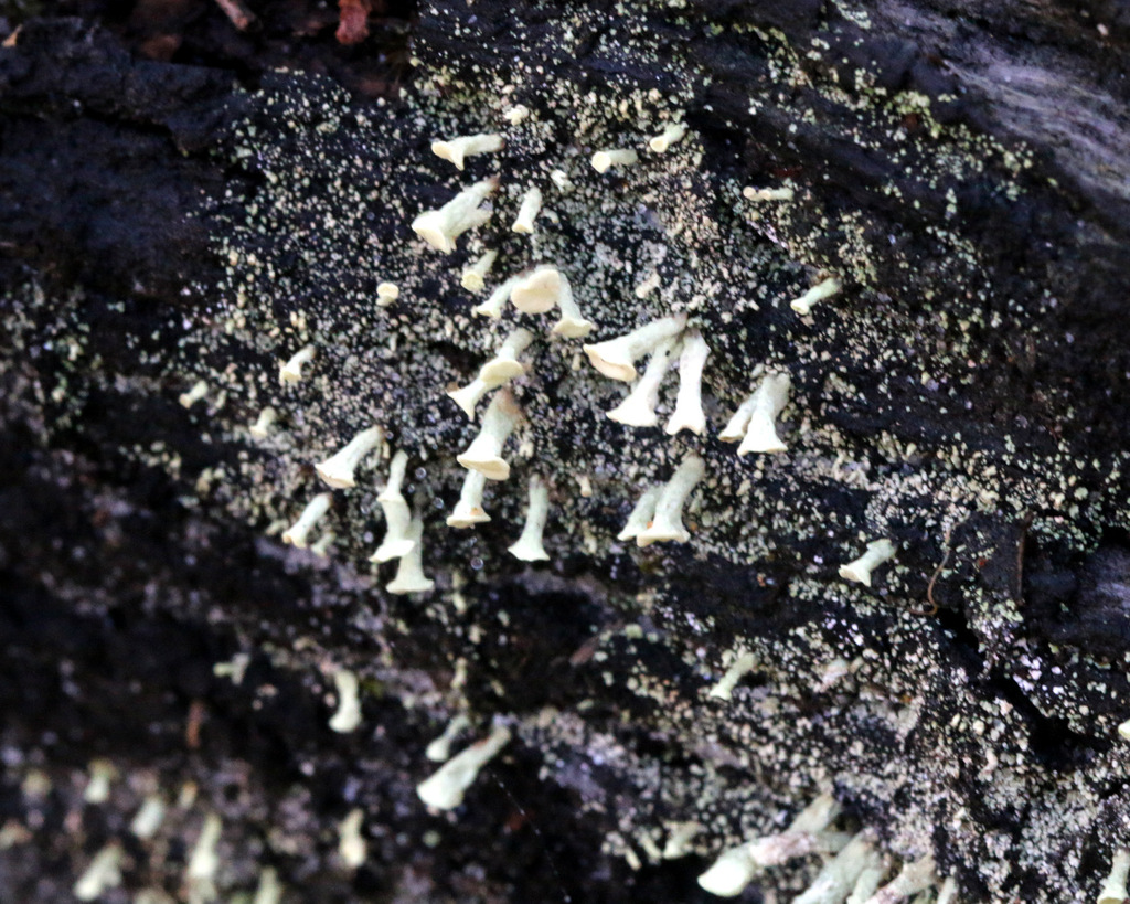 Thysanothecium scutellatum from Naree Budjong Djara NP, North ...