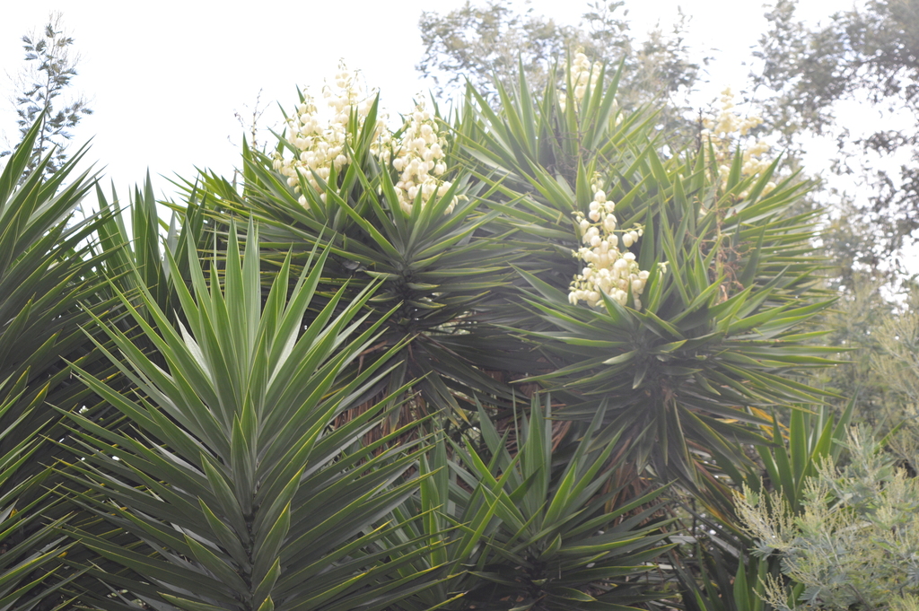 Spineless Yucca from Bogotá, Colombia on April 27, 2023 at 08:14 AM by ...