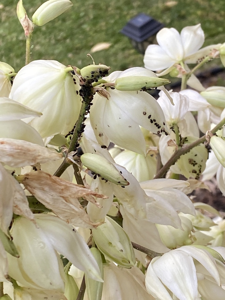 Yucca Beetle from Espy Ave, Dormont, PA, US on June 17, 2023 at 07:56 ...